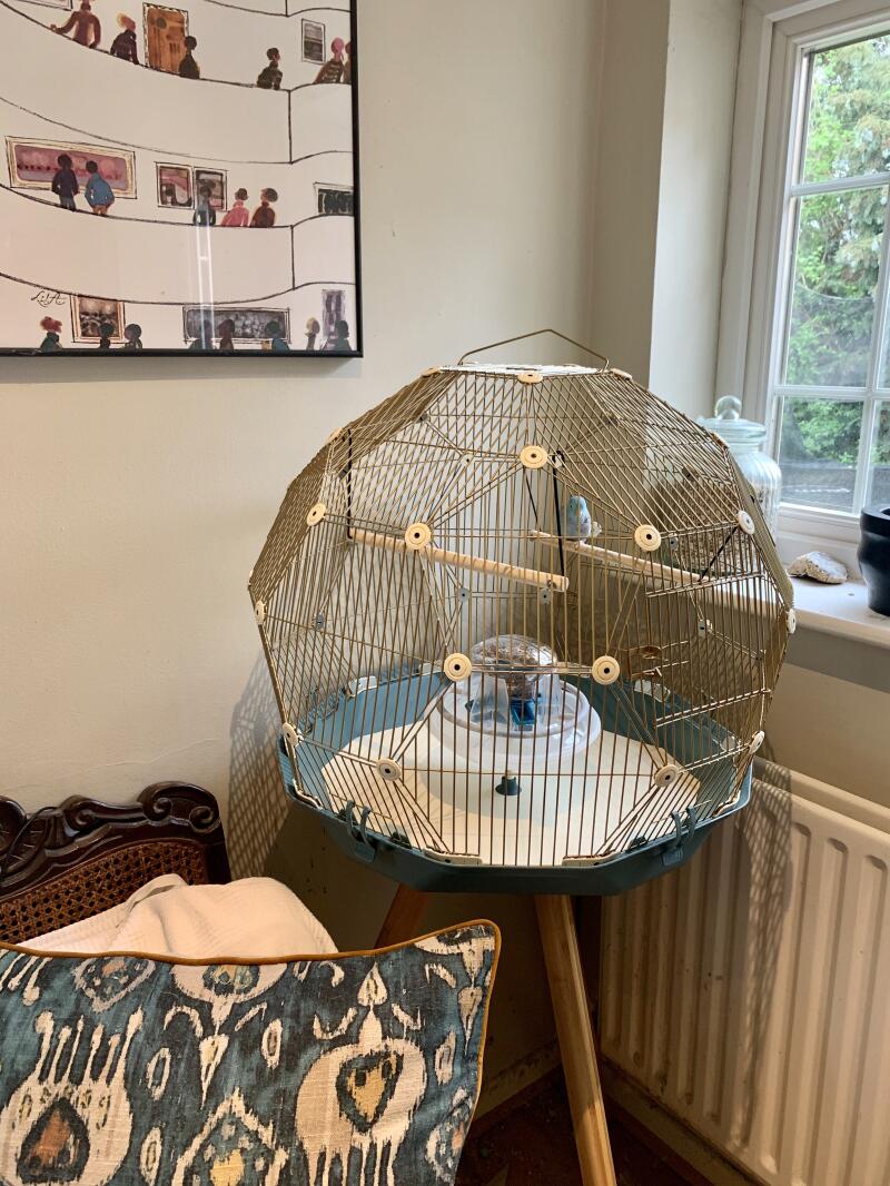 Geo Bird Cage | The Beautiful Geodesic Budgie Cage