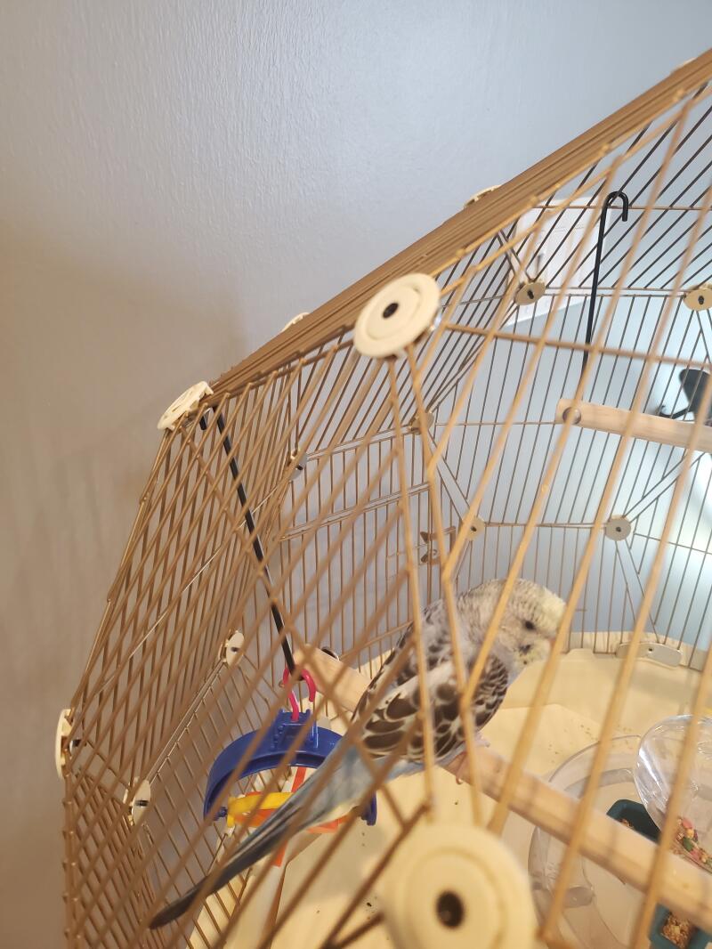 Geo Bird Cage | The Beautiful Geodesic Budgie Cage