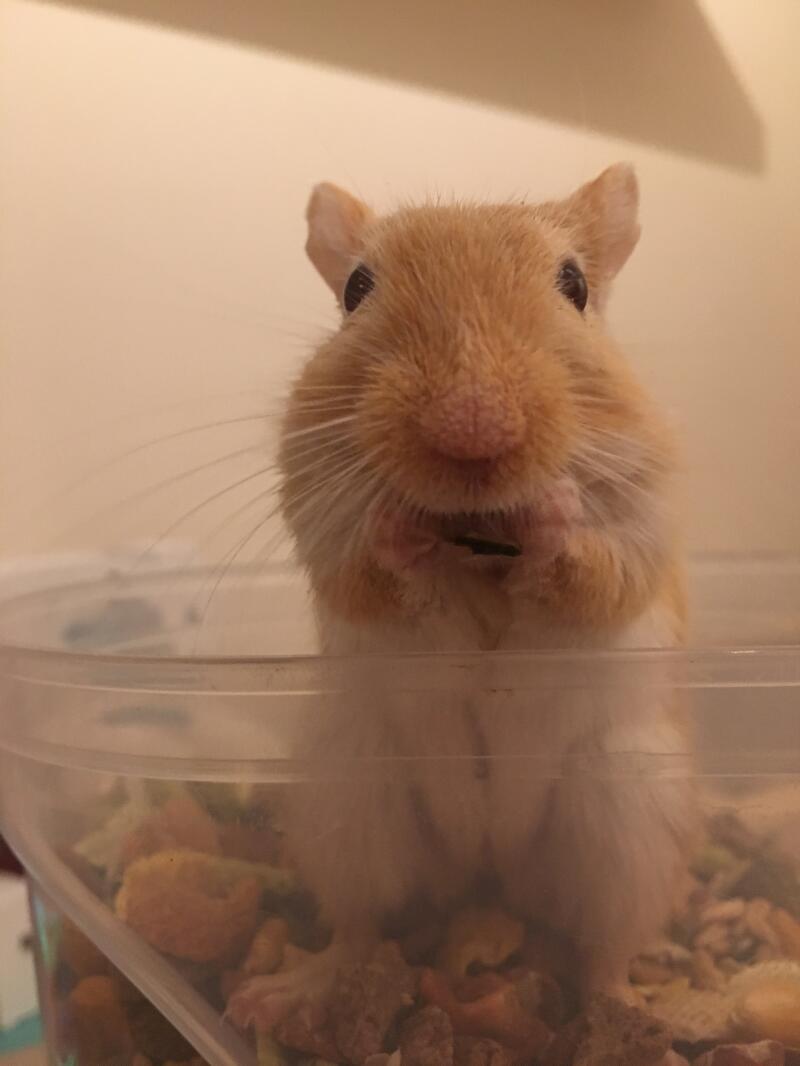 About Gerbils | Gerbils | Guide | Omlet UK