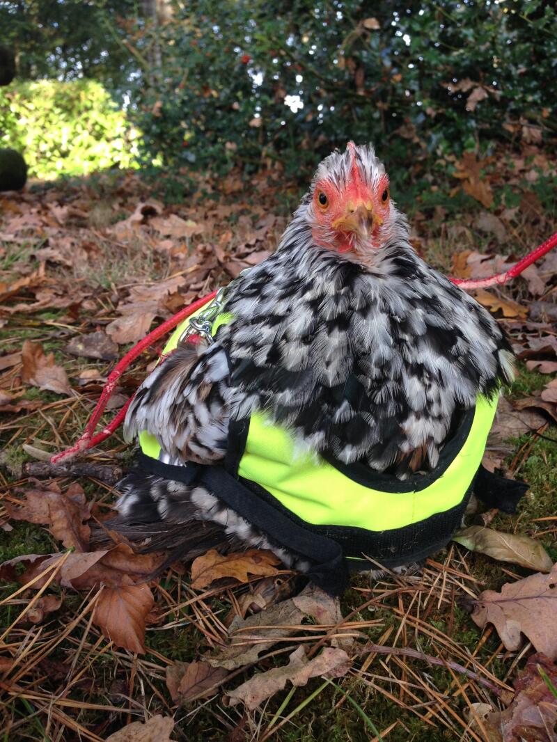 High-Vis Chicken Jacket | Chicken Coops, Walk in Chicken Runs, Chicken ...
