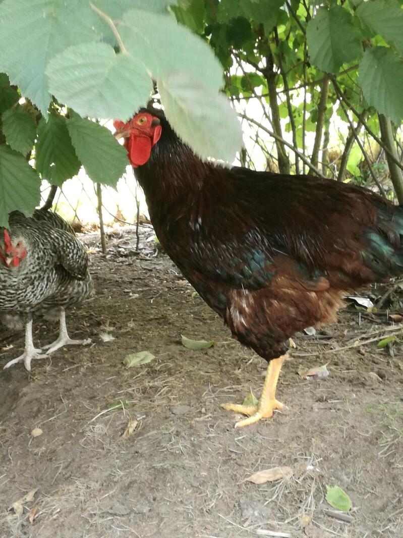 Rhode Island Red Chickens | Rhode Island Red For Sale
