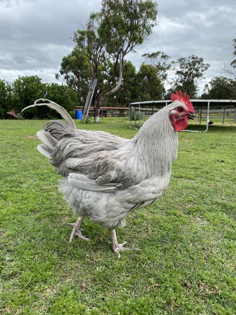 Marans Chickens | Marans For Sale