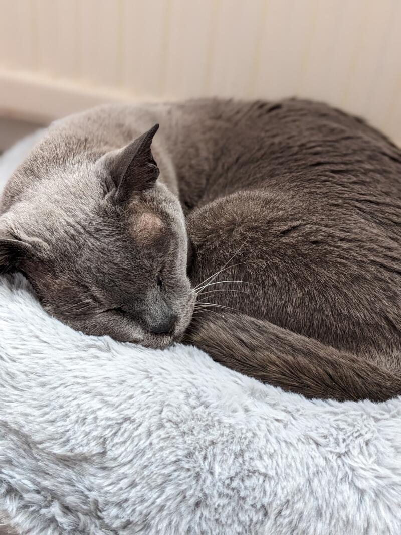Verified Reviews for Maya Donut Cat Bed - Pebble Grey | Omlet
