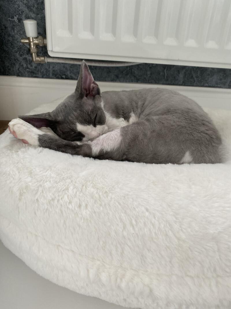 Verified Reviews for Maya Donut Cat Bed - Snowball White | Omlet