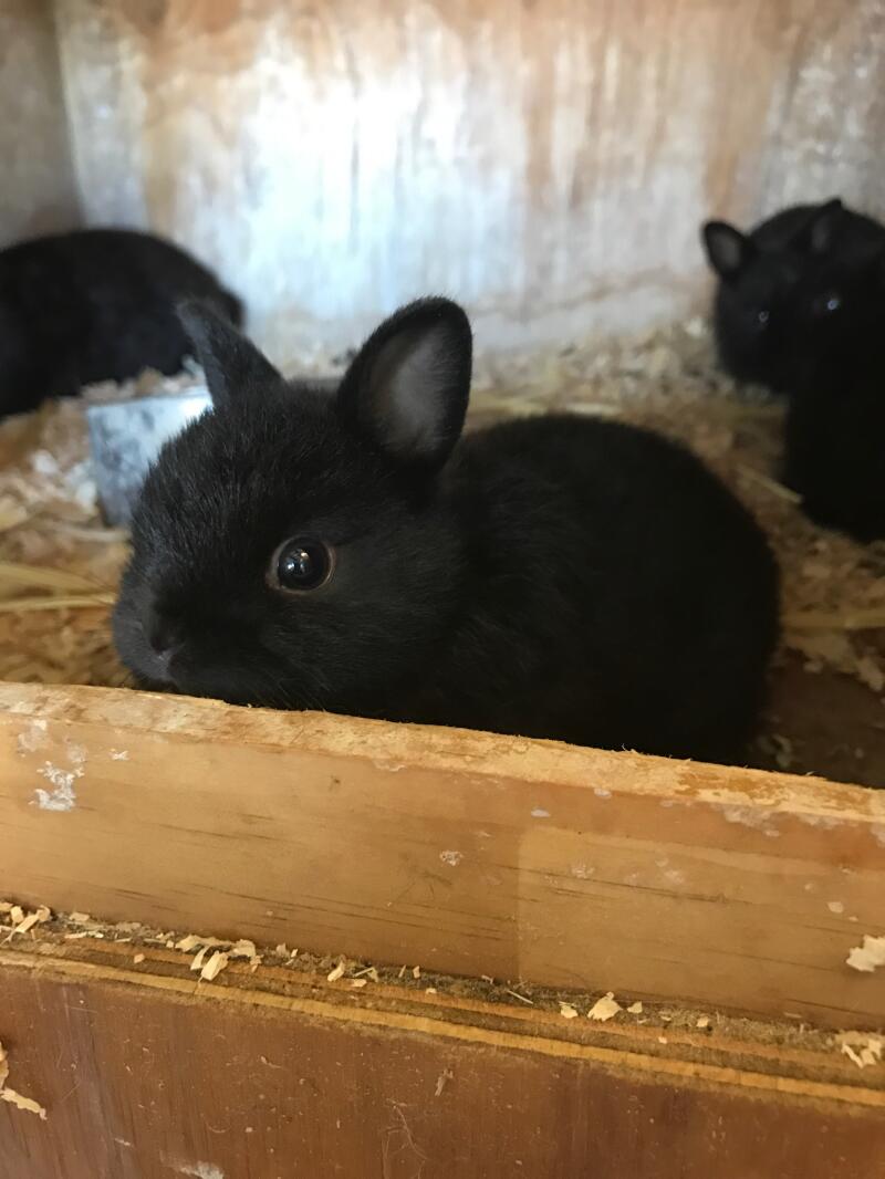 Netherlands Dwarf (Coloured) For Sale | Rabbits | Breed Information | Omlet