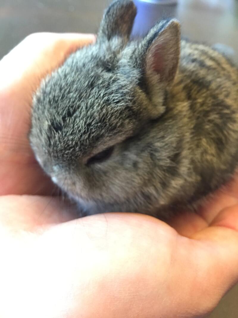 Netherlands Dwarf (Coloured) For Sale | Rabbits | Breed Information | Omlet