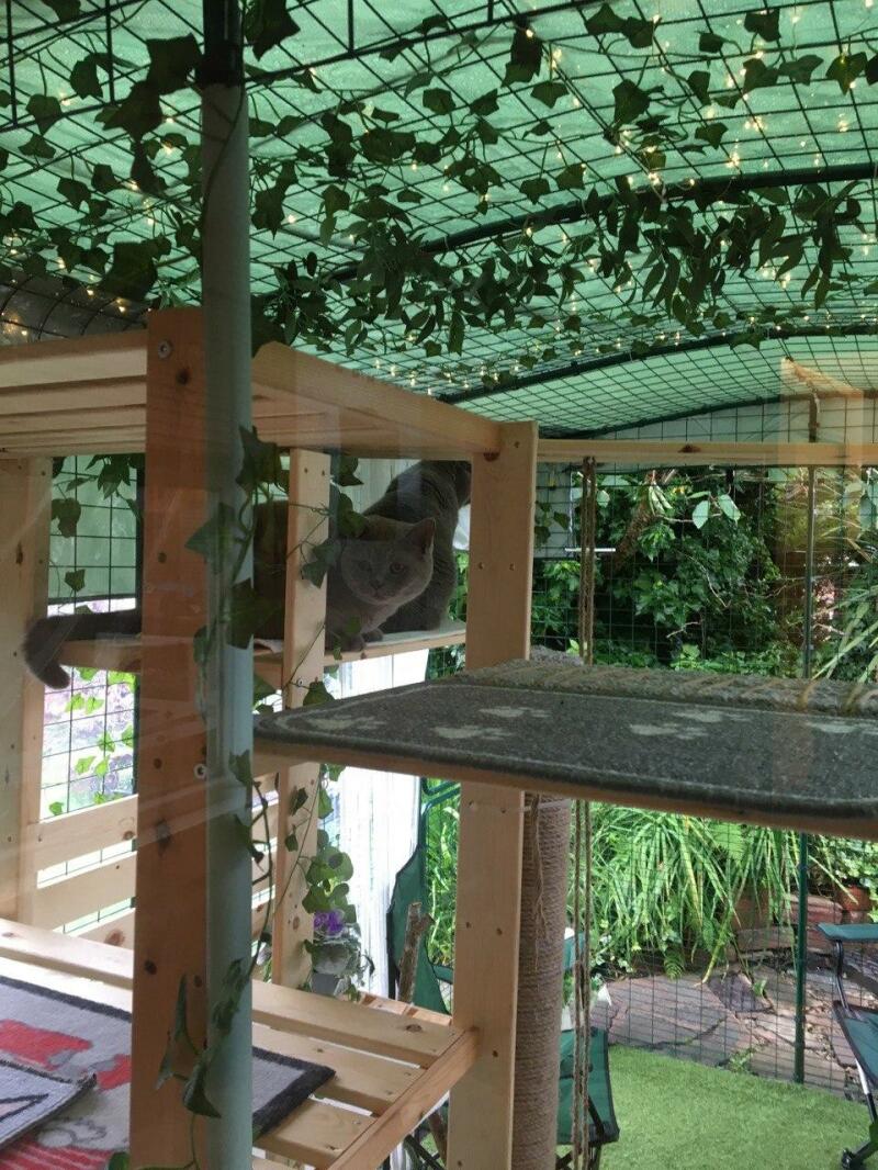Catios | Large Spacious Outdoor Cat Enclosures | Omlet | Catios ...