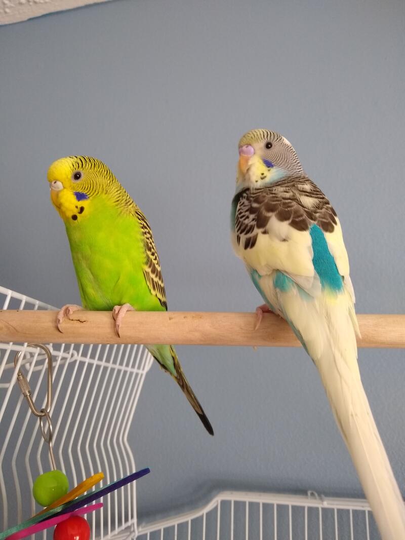 Varieties and Types | Budgies | Guide | Omlet UK