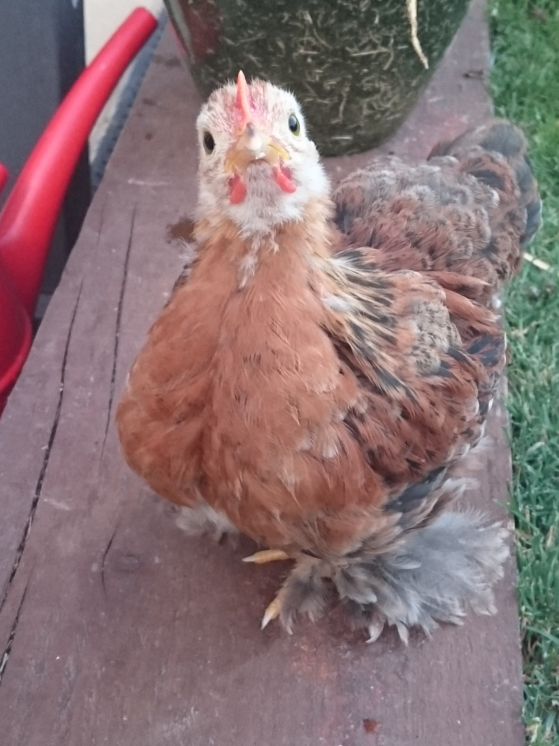 Pekin Bantam For Sale | Chickens | Breed Information | Omlet