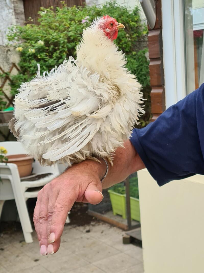 Pekin Bantam Chickens | Pekin Bantam For Sale