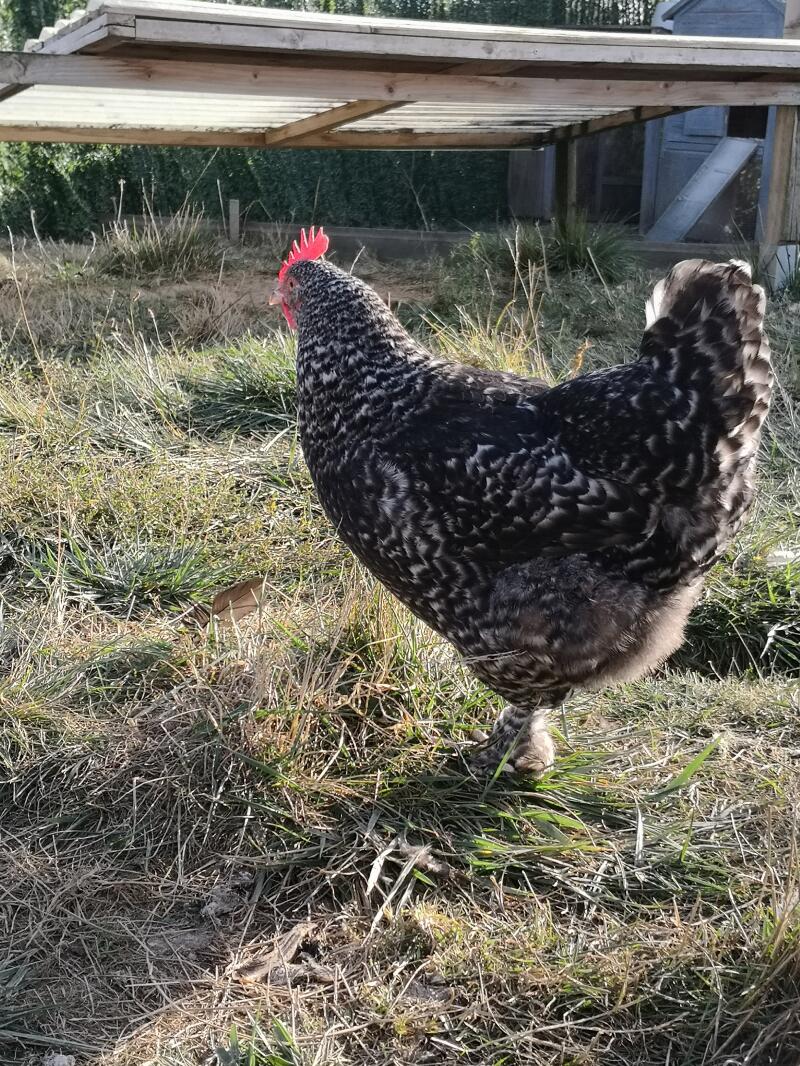 Marans Chickens | Marans For Sale