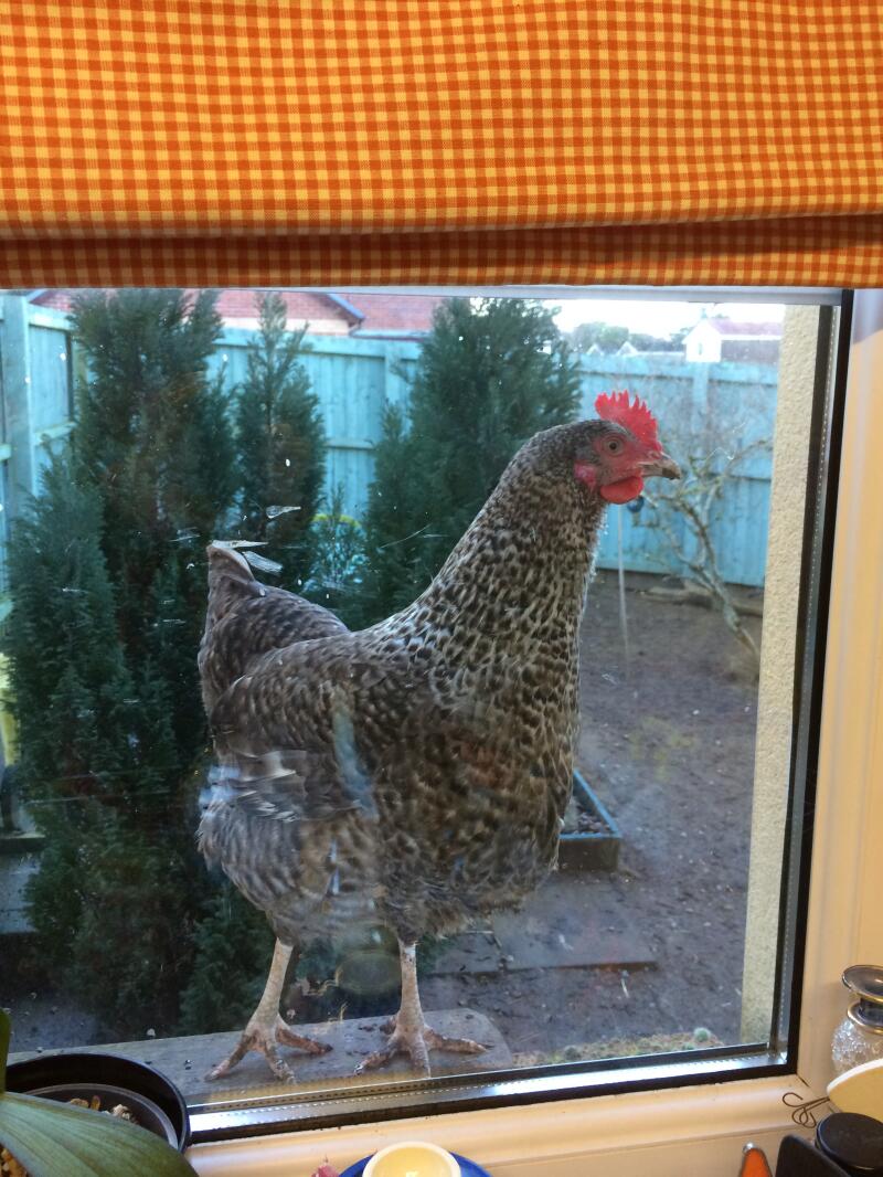 Speckledy Chickens | Speckledy For Sale
