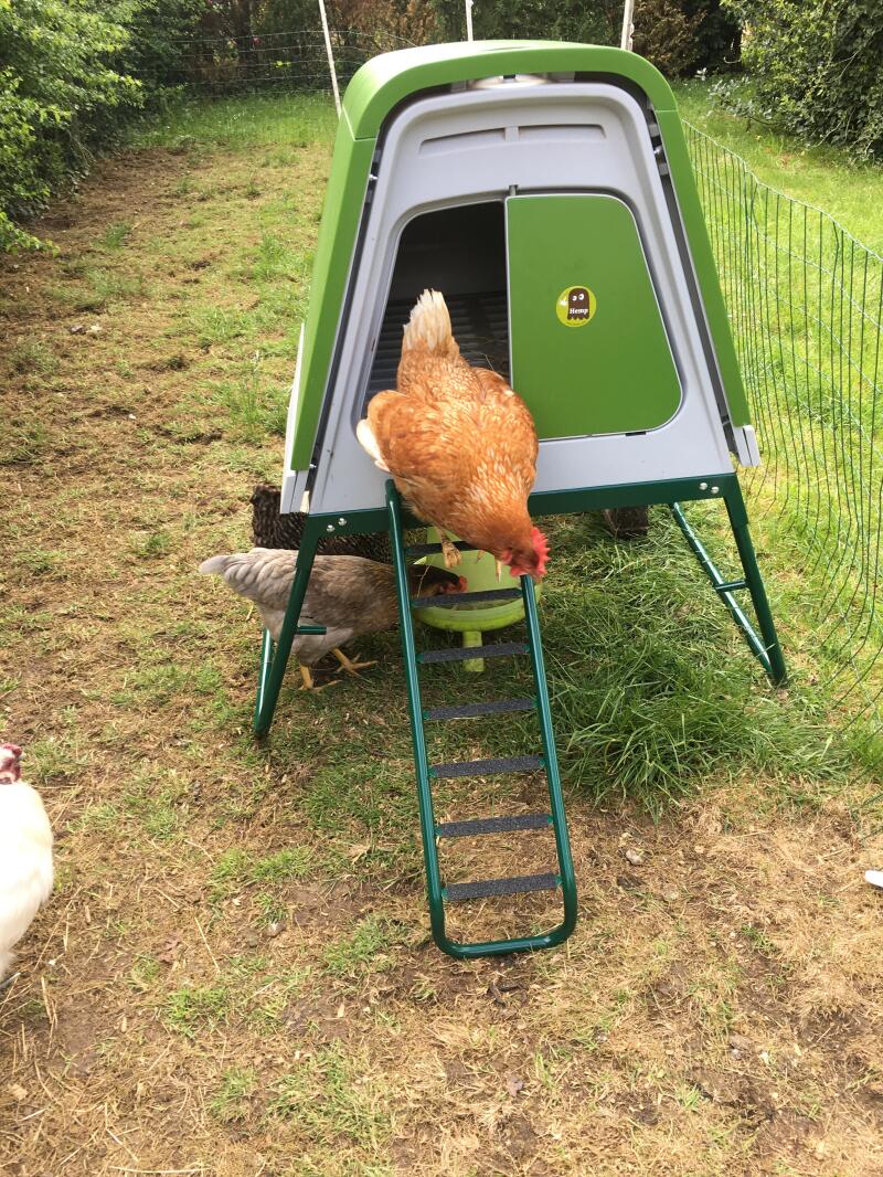 Eglu Go UP Chicken Coop Frame and Ladder | Omlet