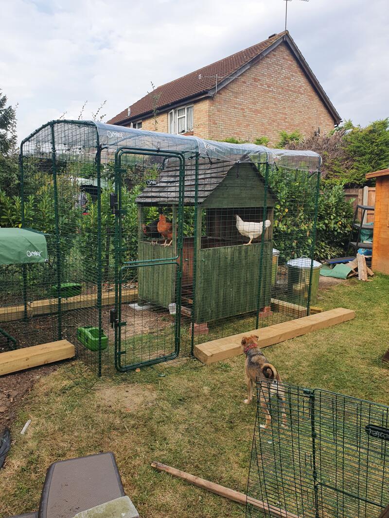 Walk in Chicken Run | Large Outdoor Chicken Enclosure