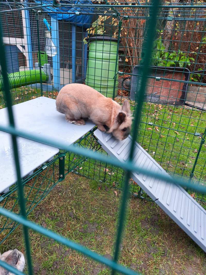 Zippi Rabbit Platforms for Zippi Runs | Omlet