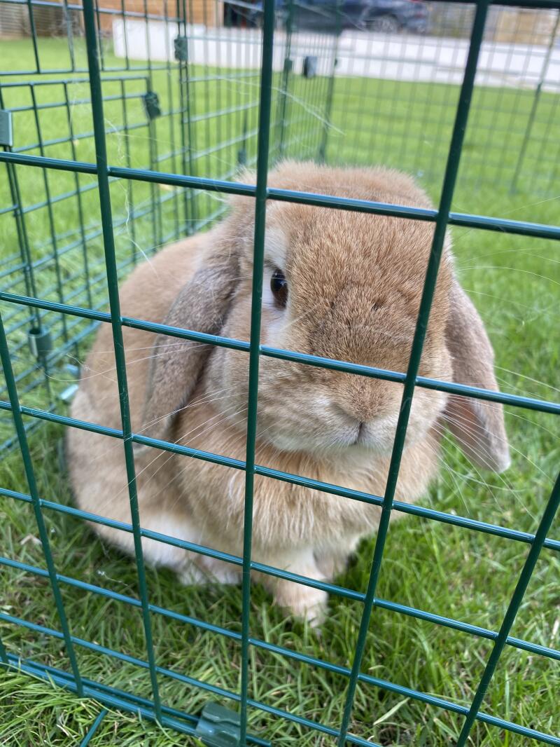 Zippi Rabbit Runs and Playpens | Omlet