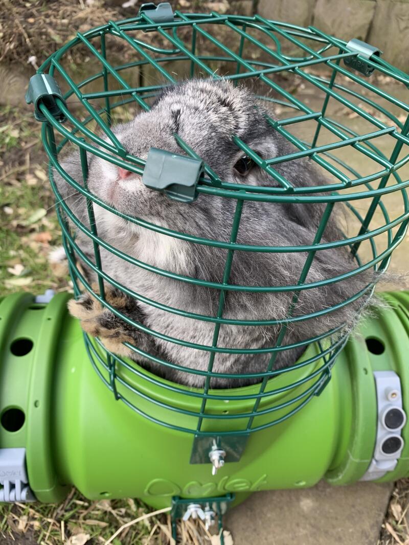 Zippi Rabbit Tunnel System | Omlet