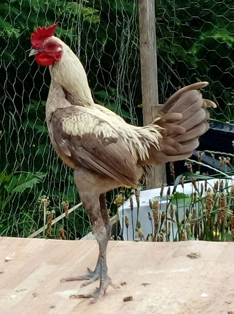 Modern Game Chickens Modern Game For Sale