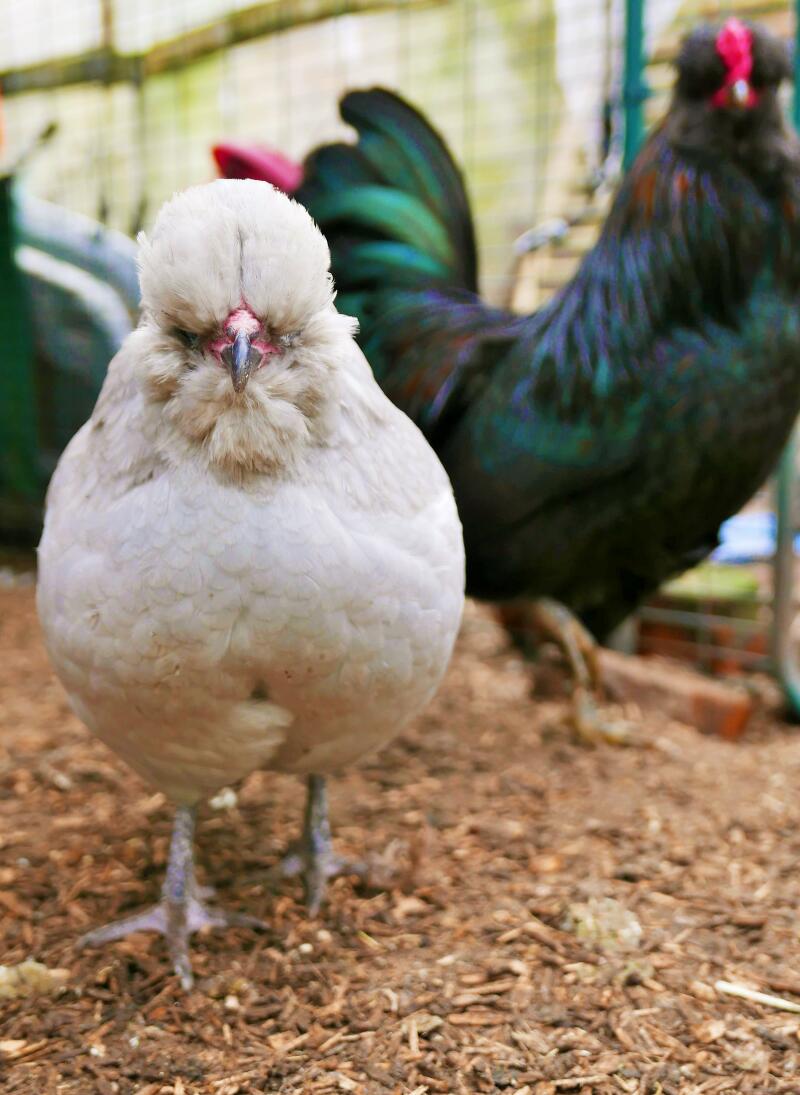 Araucana For Sale | Chickens | Breed Information | Omlet