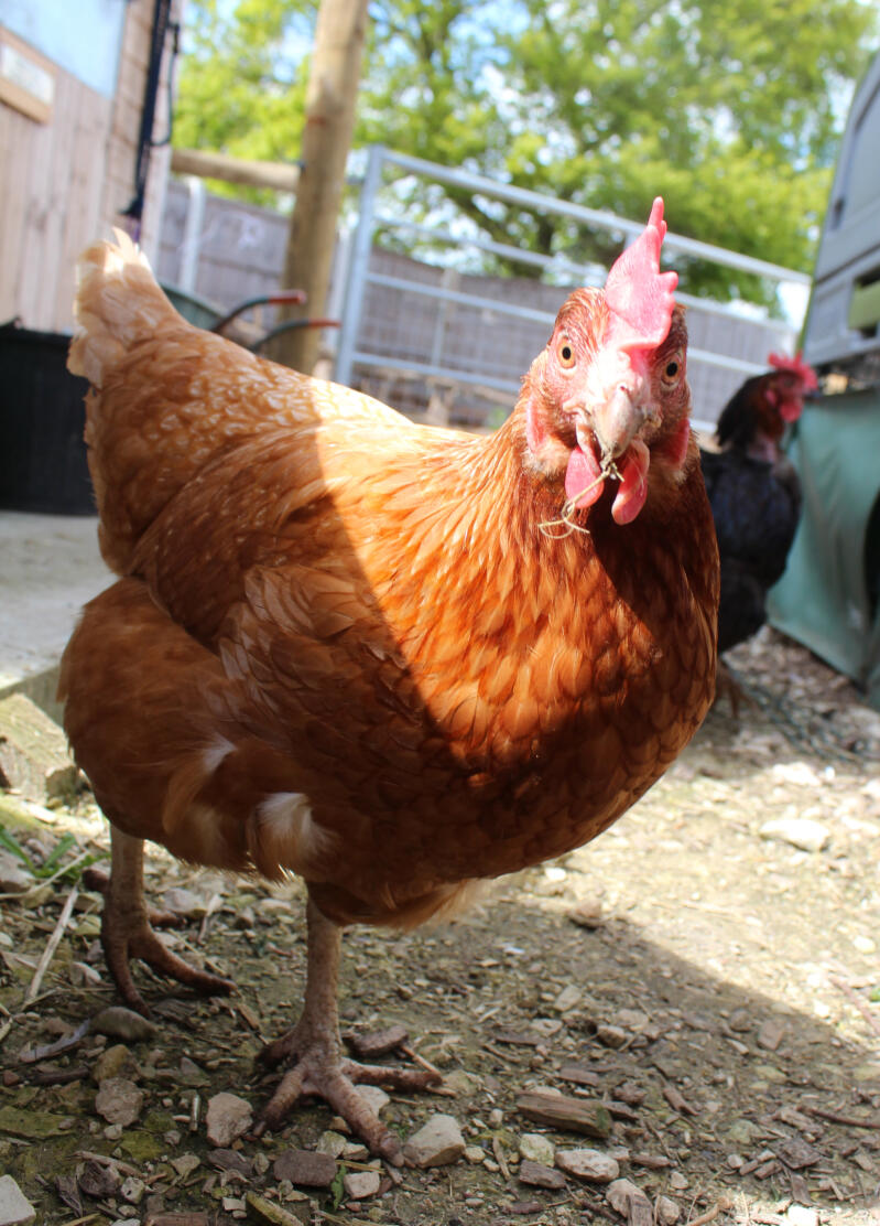 Ex-Battery Hen Chickens | Ex-Battery Hen For Sale