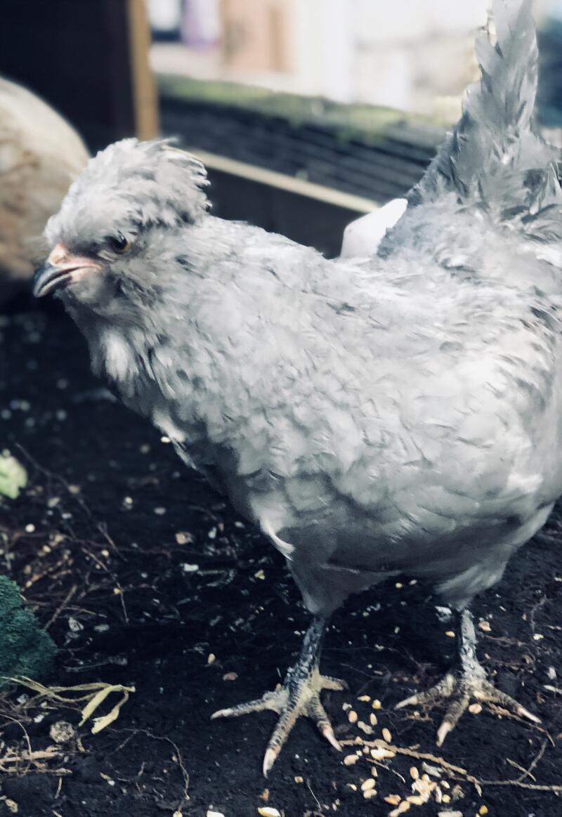 Araucana Chickens | Araucana For Sale