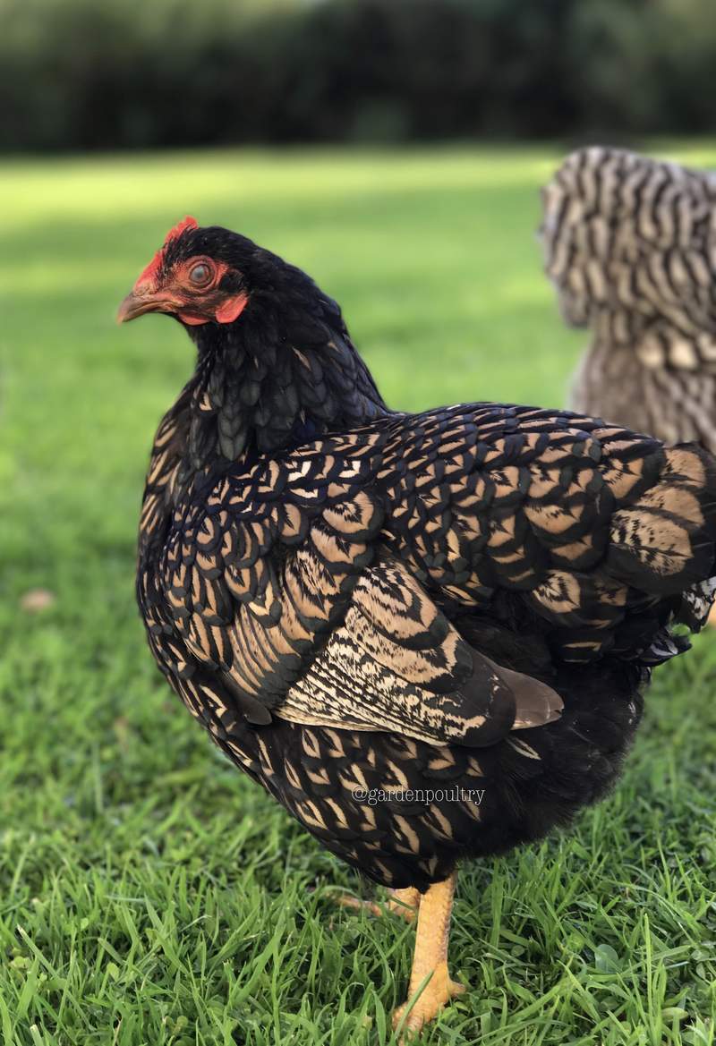 Barnevelder For Sale | Chickens | Breed Information | Omlet