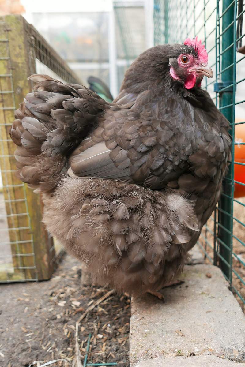 Orpington For Sale | Chickens | Breed Information | Omlet