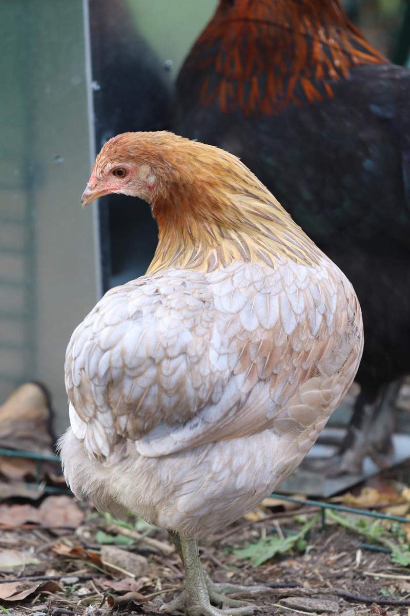 Araucana Chickens | Araucana For Sale