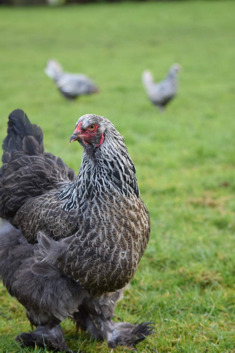 Brahma Chickens | Brahma For Sale