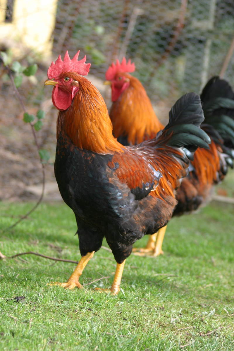 Welsummer For Sale | Chickens | Breed Information | Omlet