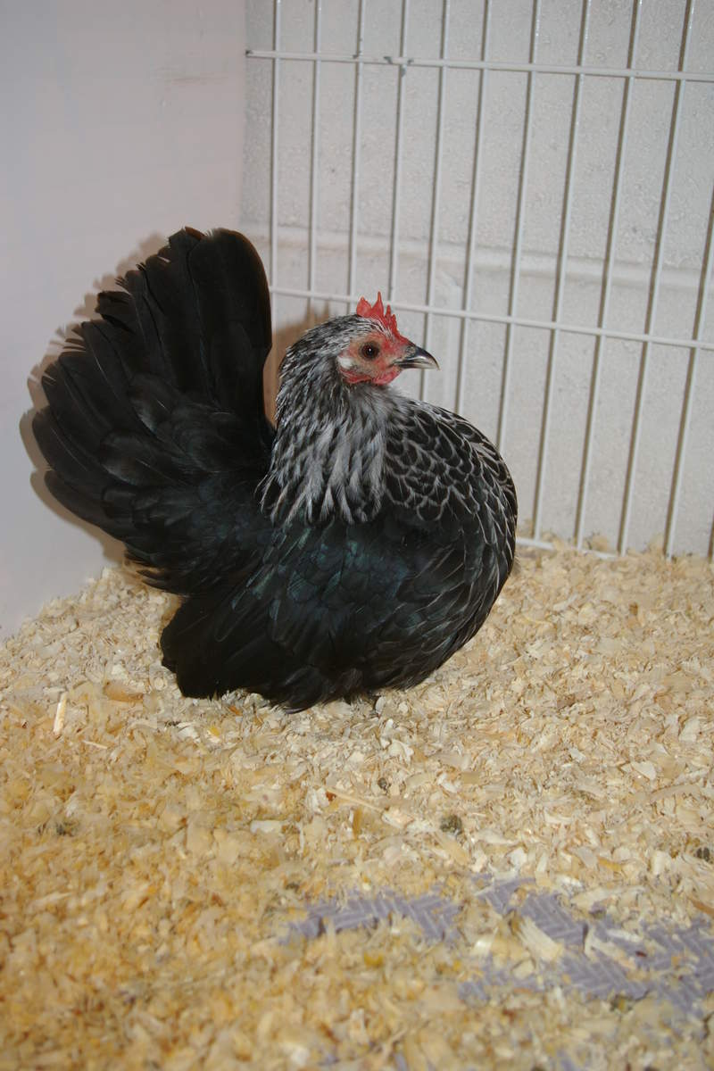 Japanese Bantam Chickens | Japanese Bantam For Sale