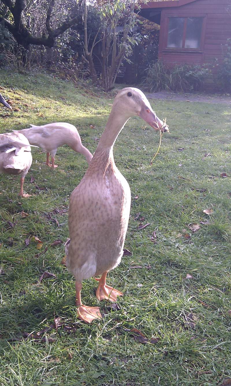 Indian Runners | Ducks | Breed Information | Omlet
