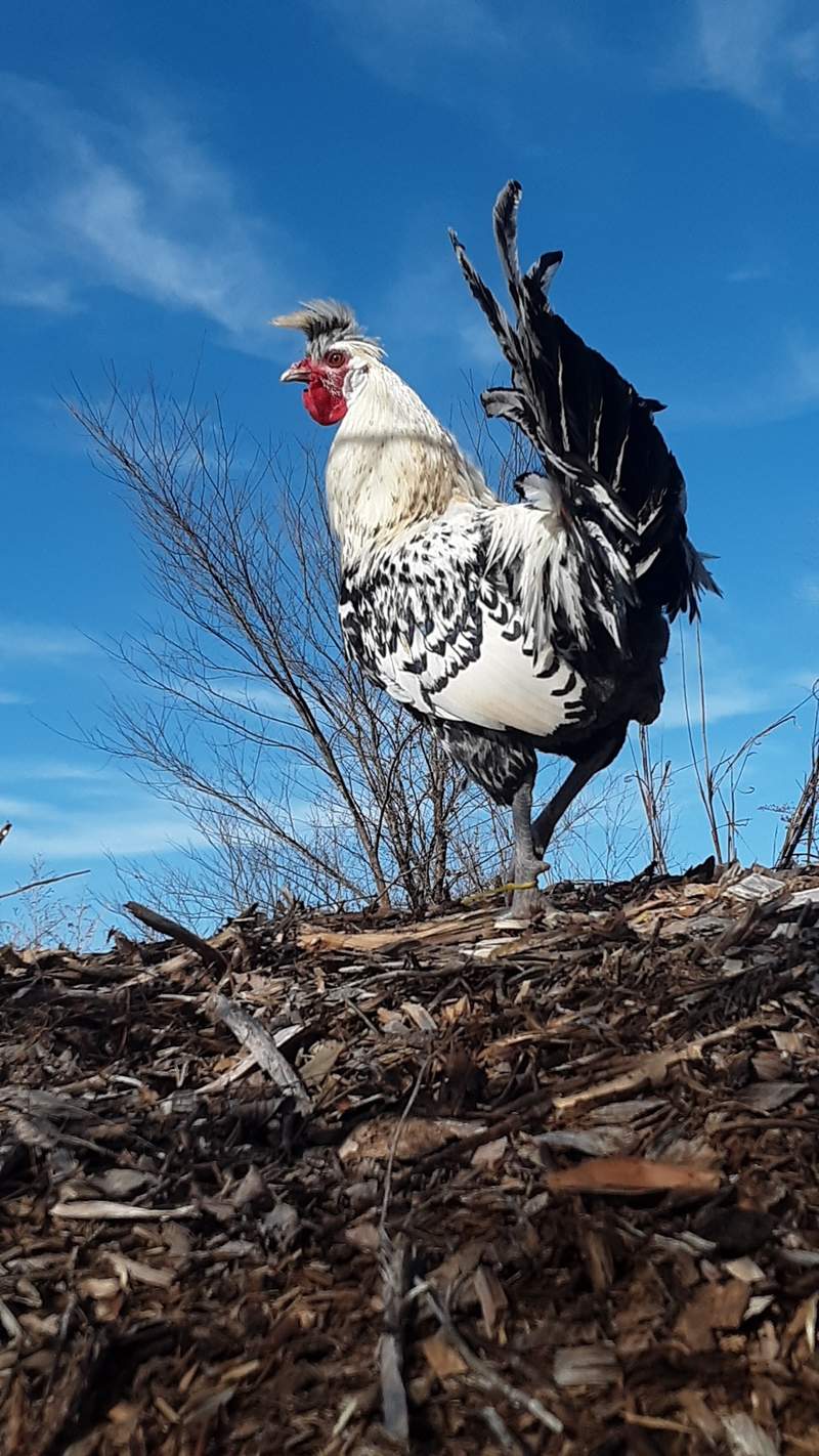 Appenzeller Spitzhauben For Sale | Chickens | Breed Information | Omlet
