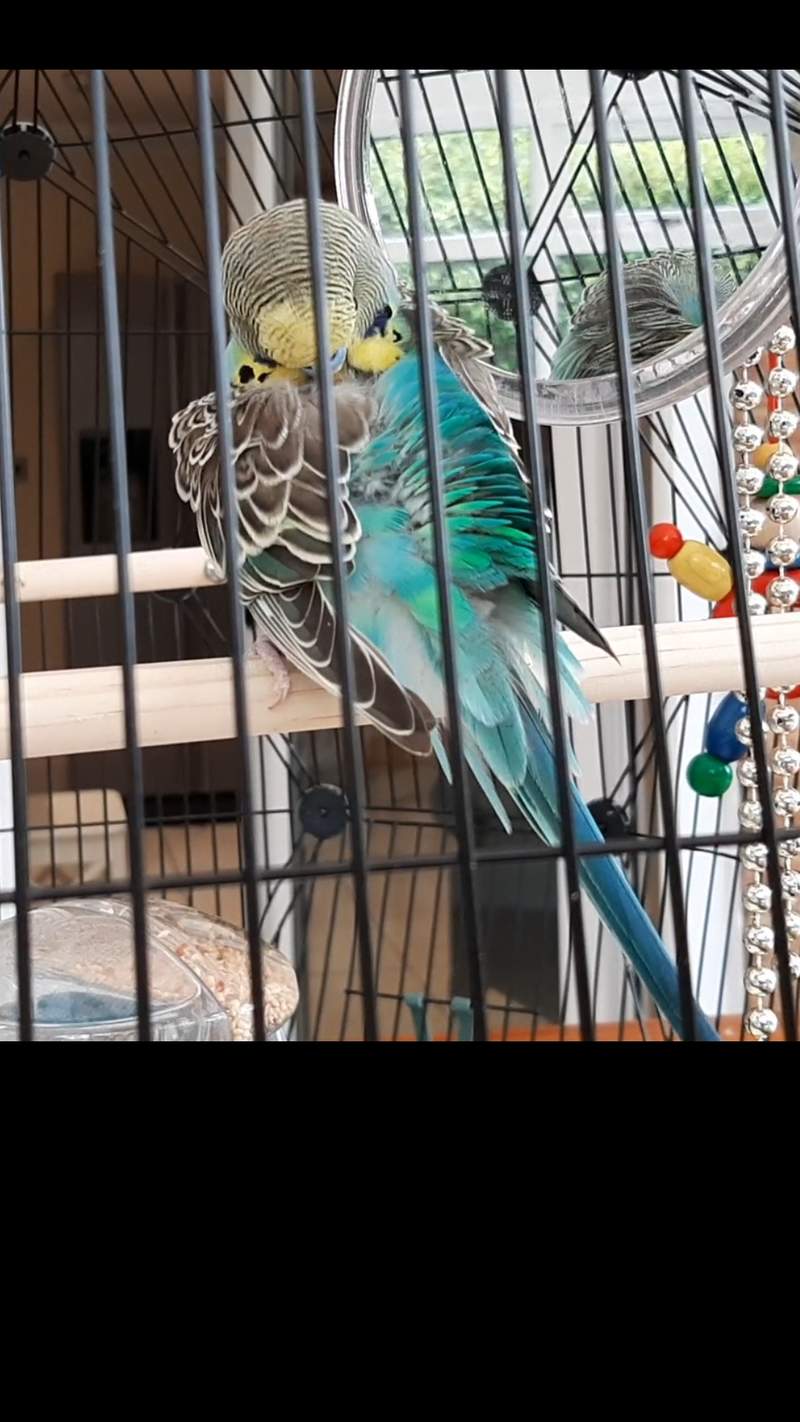 Budgerigar | Parrots | Breed Information | Omlet