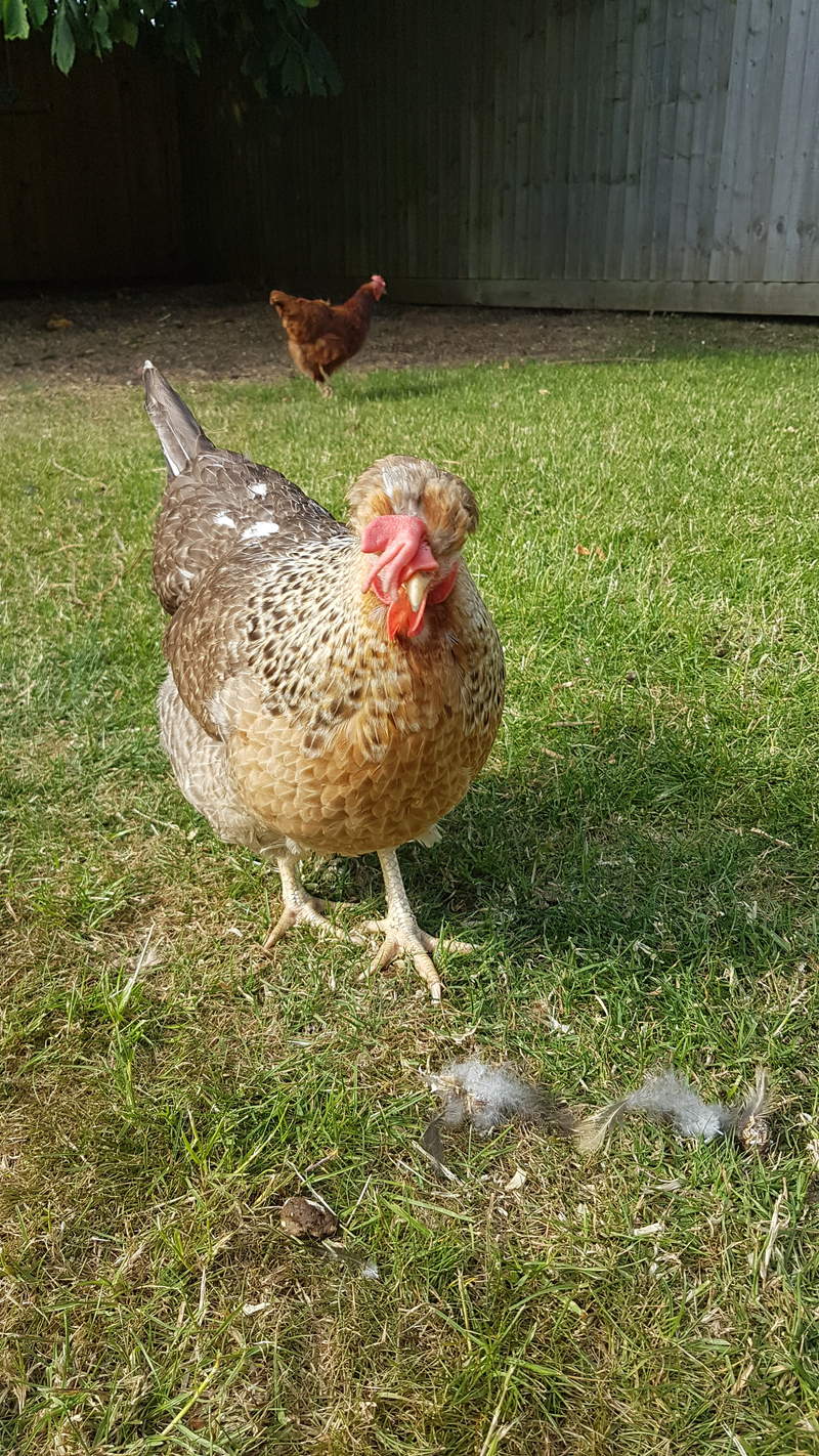 Cream Legbar Chickens | Cream Legbar For Sale
