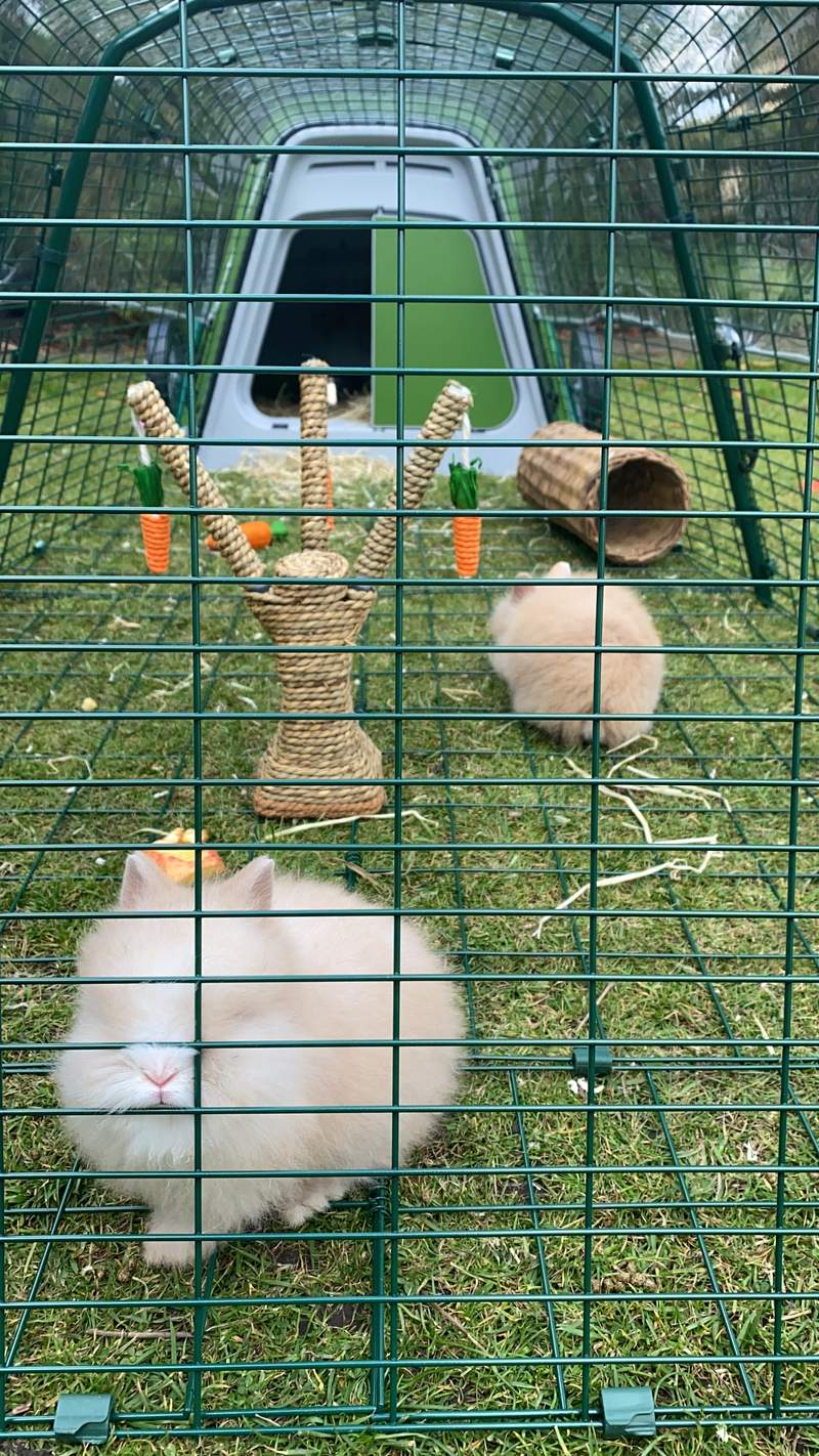 Eglu Go Rabbit Hutch | Plastic House and Run for Rabbits | Rabbit ...