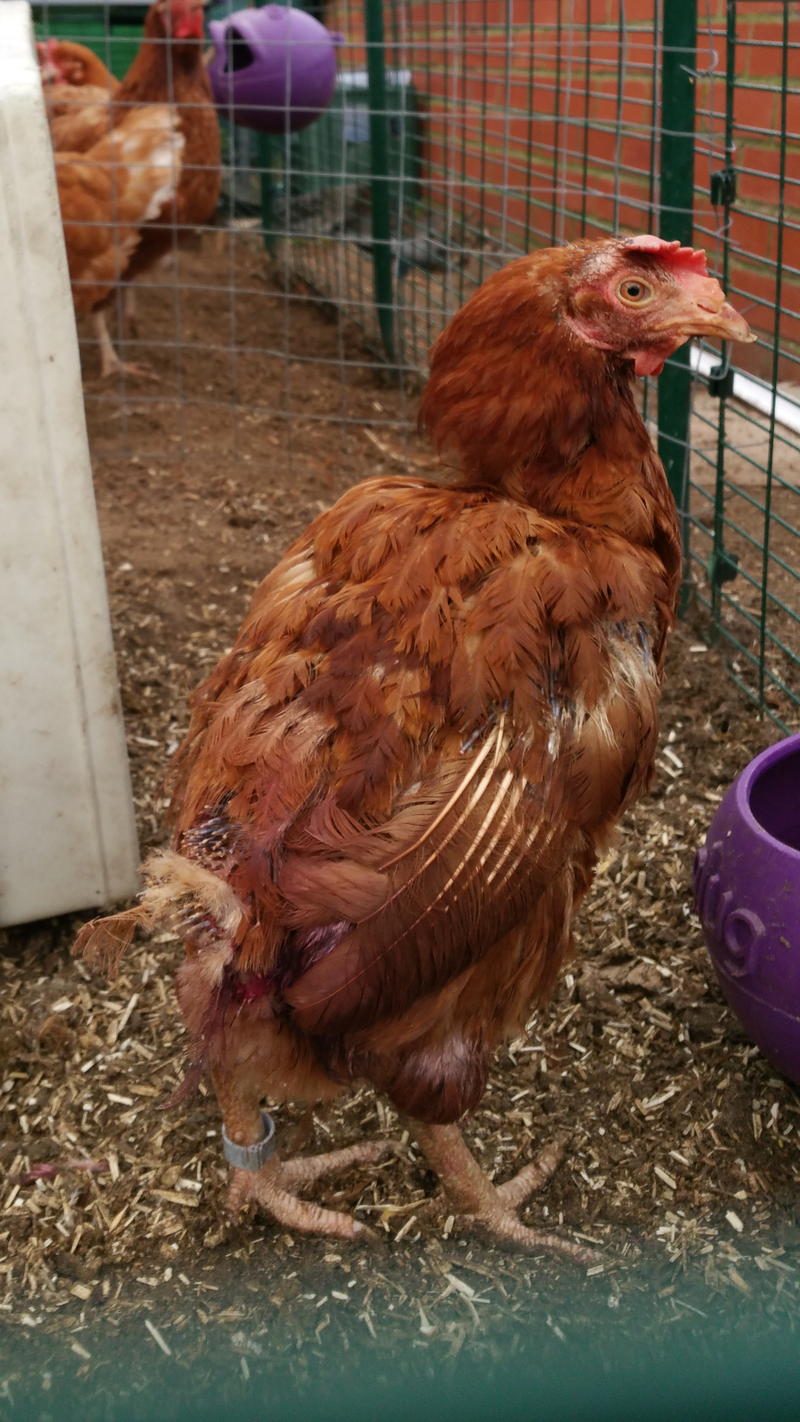 Ex-Battery Hen For Sale | Chickens | Breed Information | Omlet