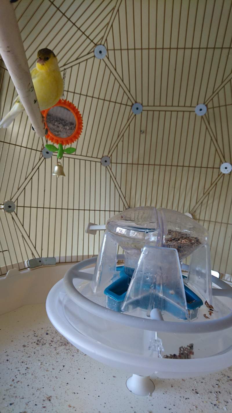 Geo Bird Cage | The Beautiful Geodesic Budgie Cage