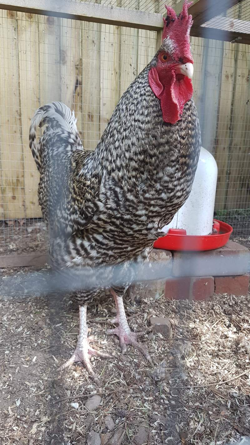 Marans Chickens | Marans For Sale