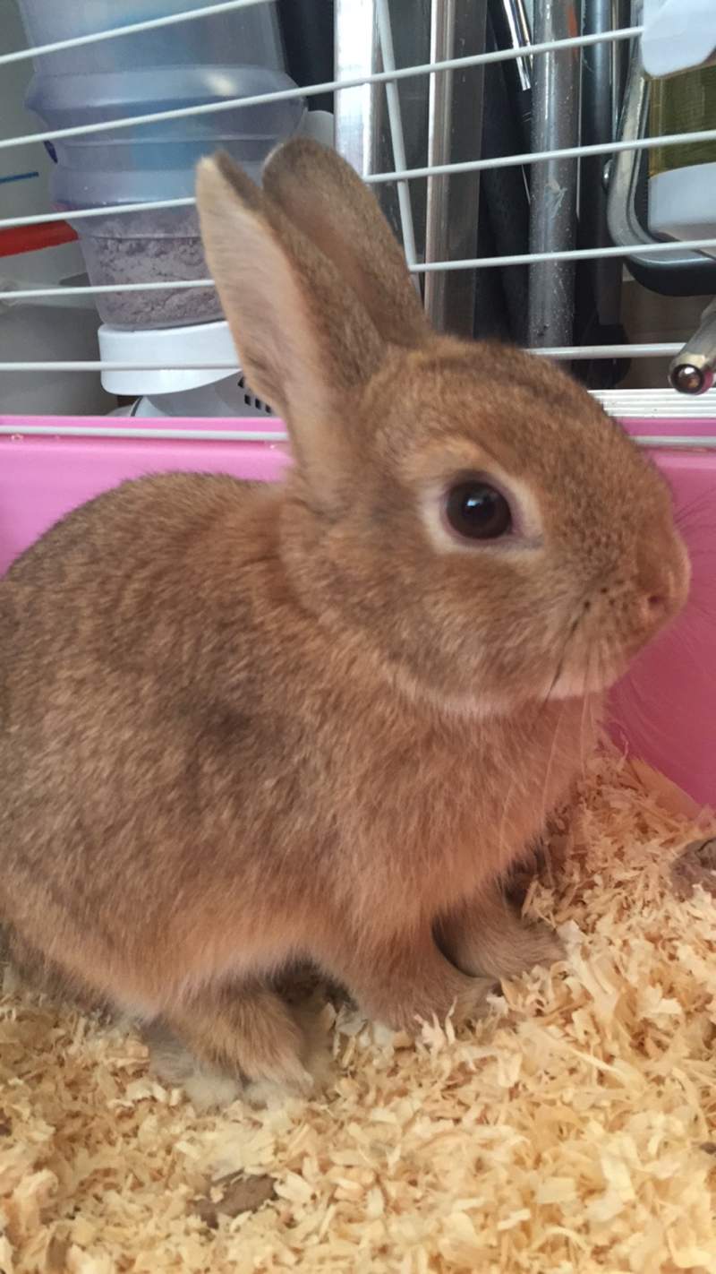 Netherlands Dwarf (Coloured) For Sale | Rabbits | Breed Information | Omlet