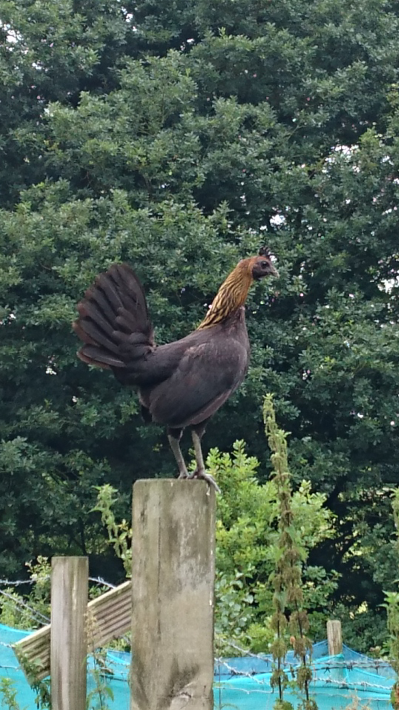 Old English Game Chickens | Old English Game For Sale