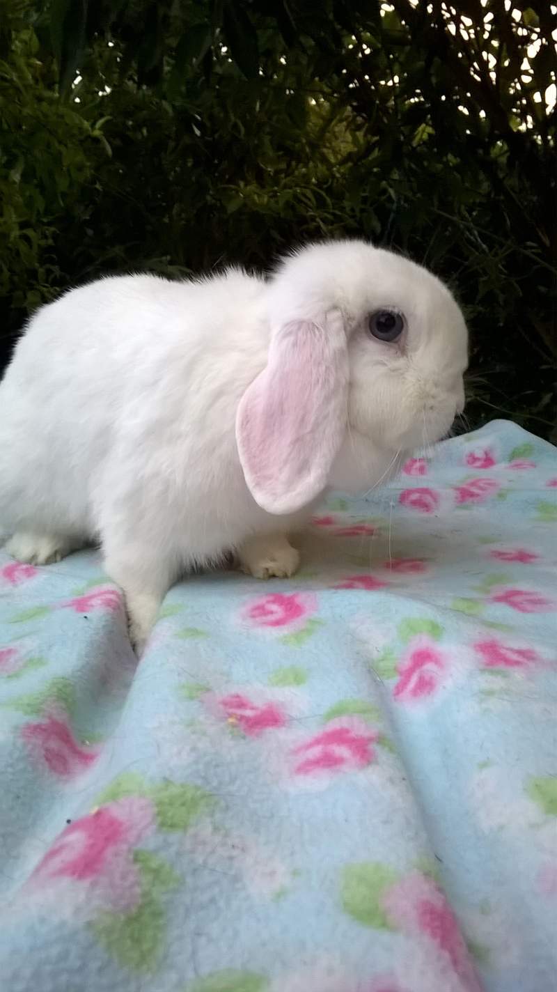Mini Lop For Sale | Rabbits | Breed Information | Omlet