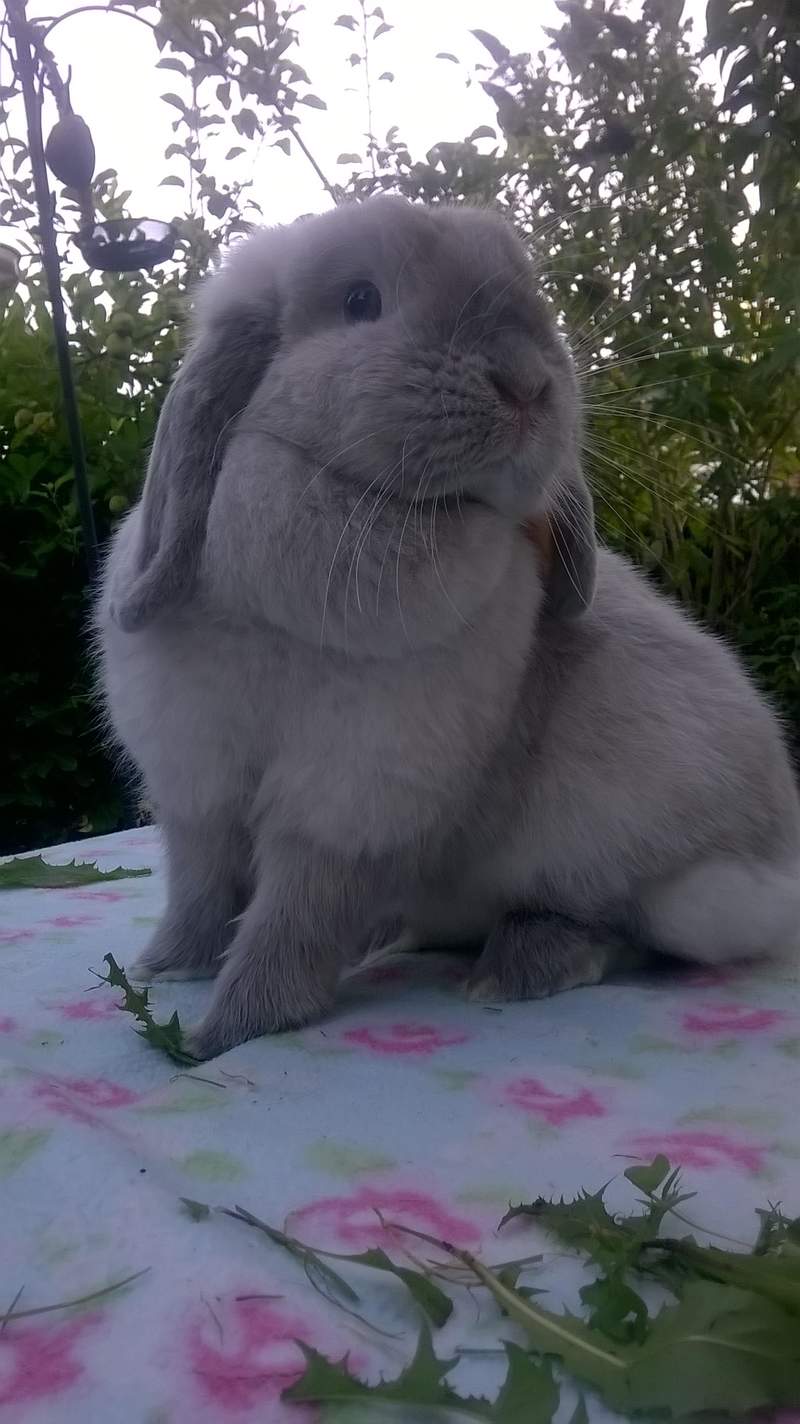 Mini Lop For Sale | Rabbits | Breed Information | Omlet