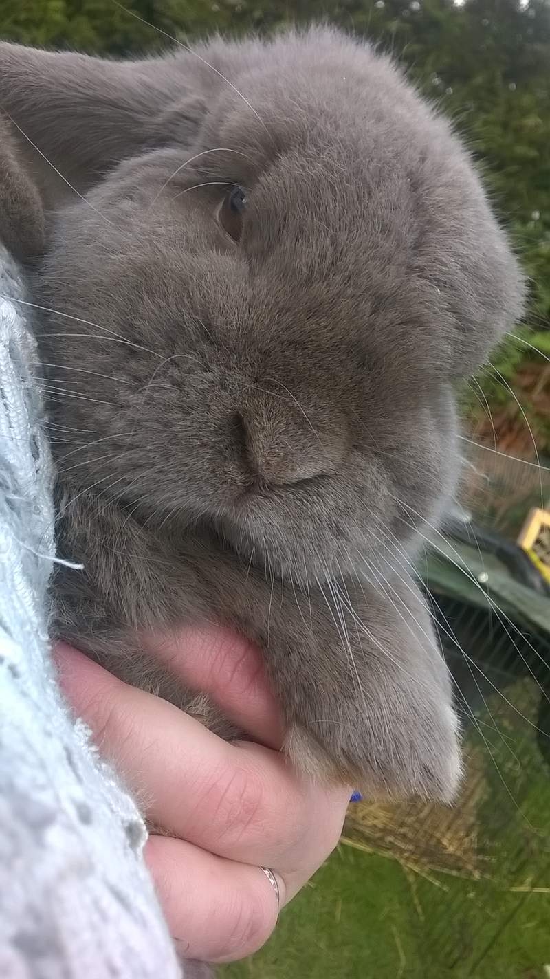 Mini Lop For Sale | Rabbits | Breed Information | Omlet