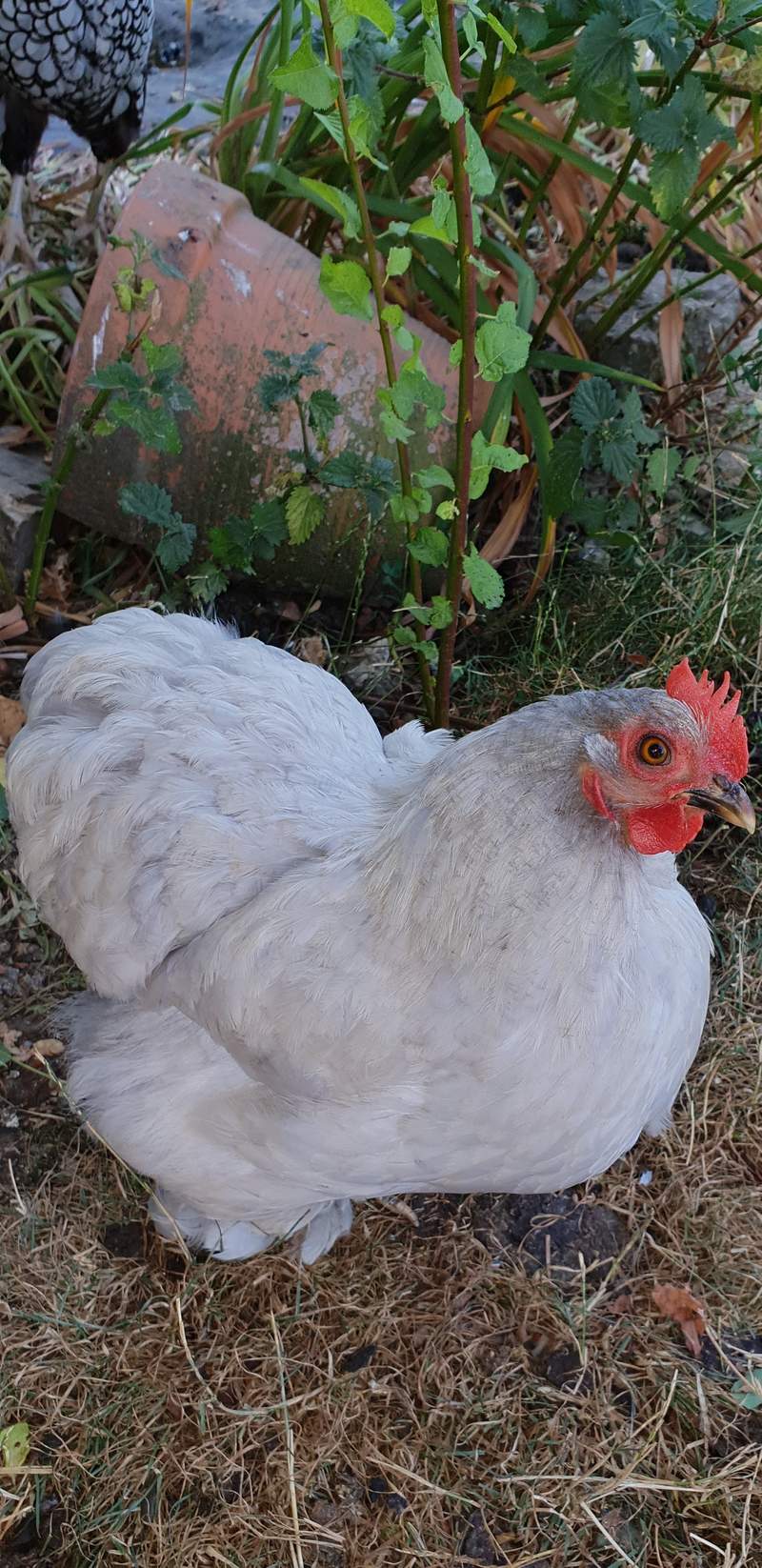 Pekin Bantam Chickens | Pekin Bantam For Sale