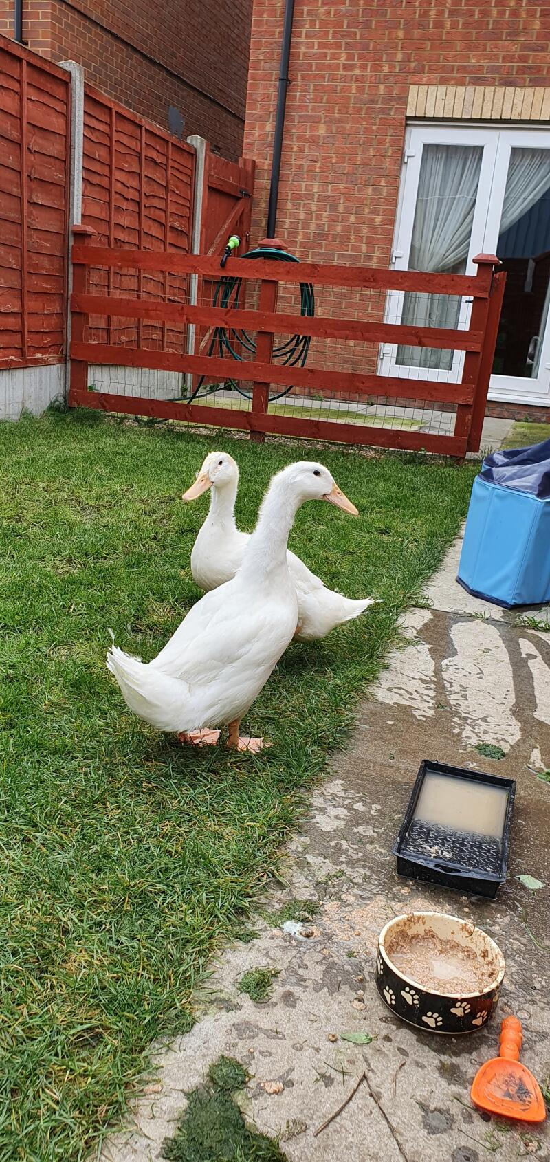 Aylesbury Ducks