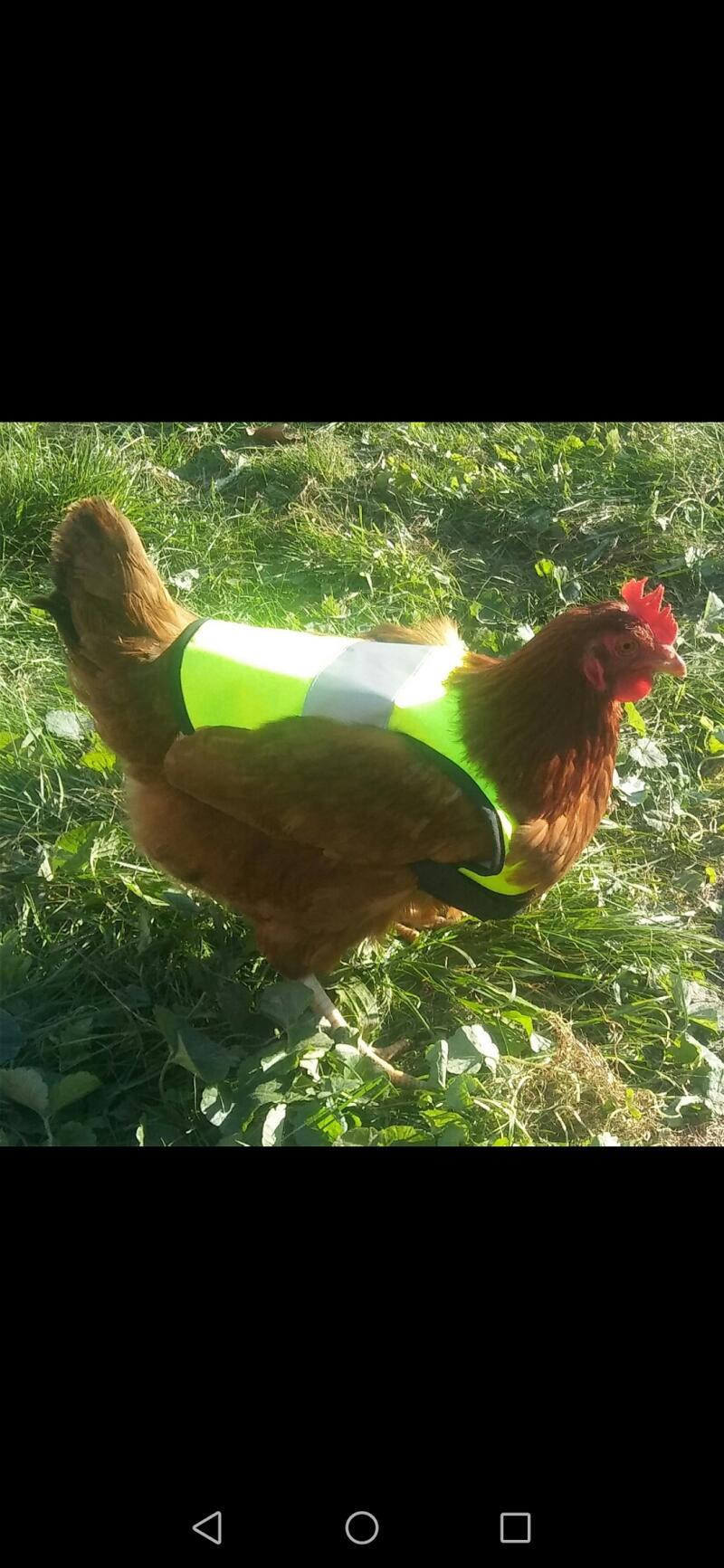 High-Vis Chicken Jacket | Chicken Coops, Walk in Chicken Runs, Chicken ...
