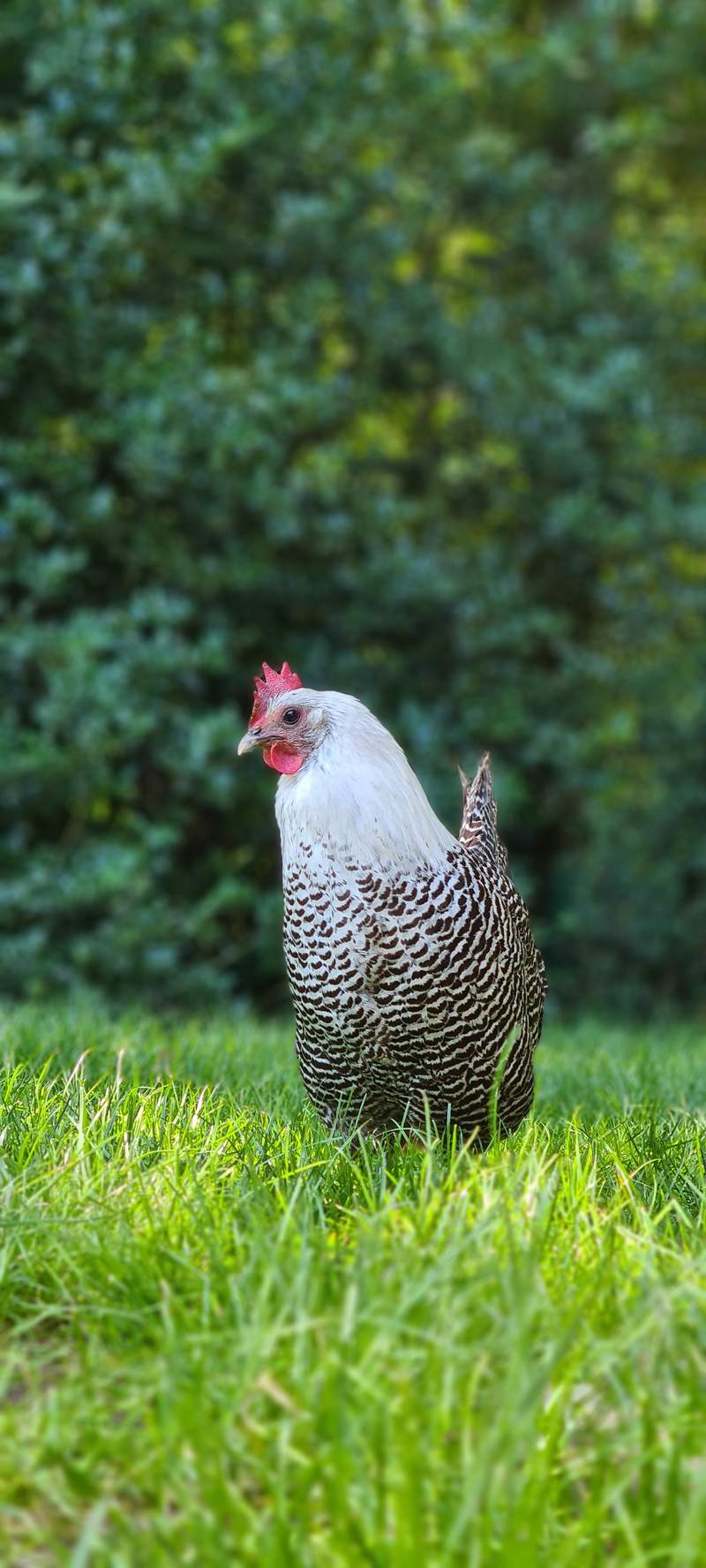 Brakel Chickens | Brakel For Sale