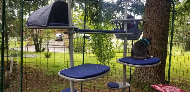 Reviews for Catios | Omlet