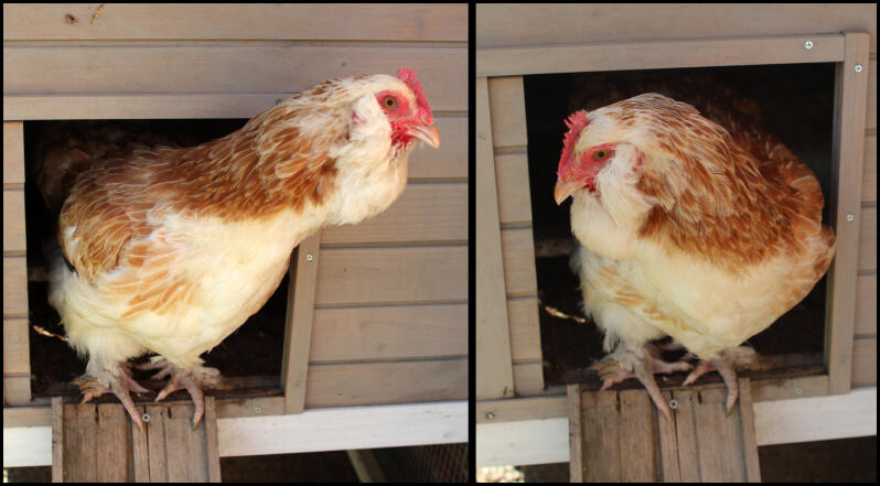 Faverolle Chickens | Faverolle For Sale